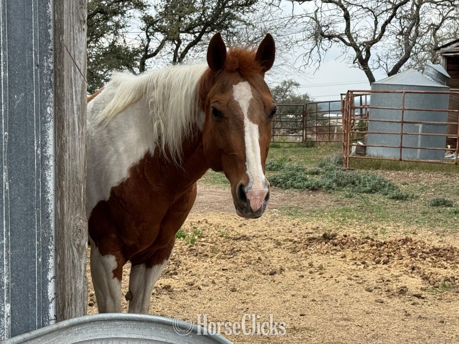 Paint Horses For Sale & At Stud | APHA Marketplace