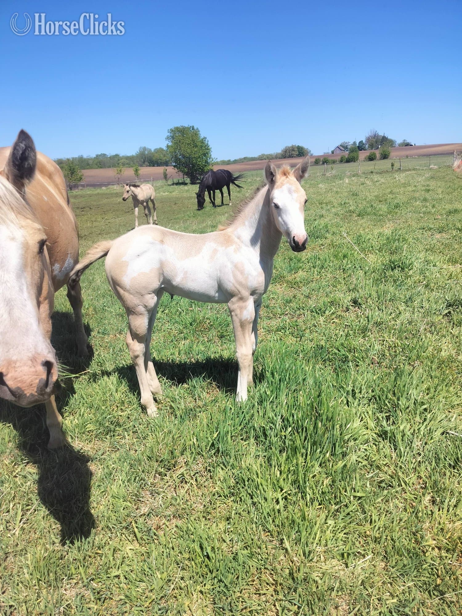 Paint Horses For Sale & At Stud | APHA Marketplace