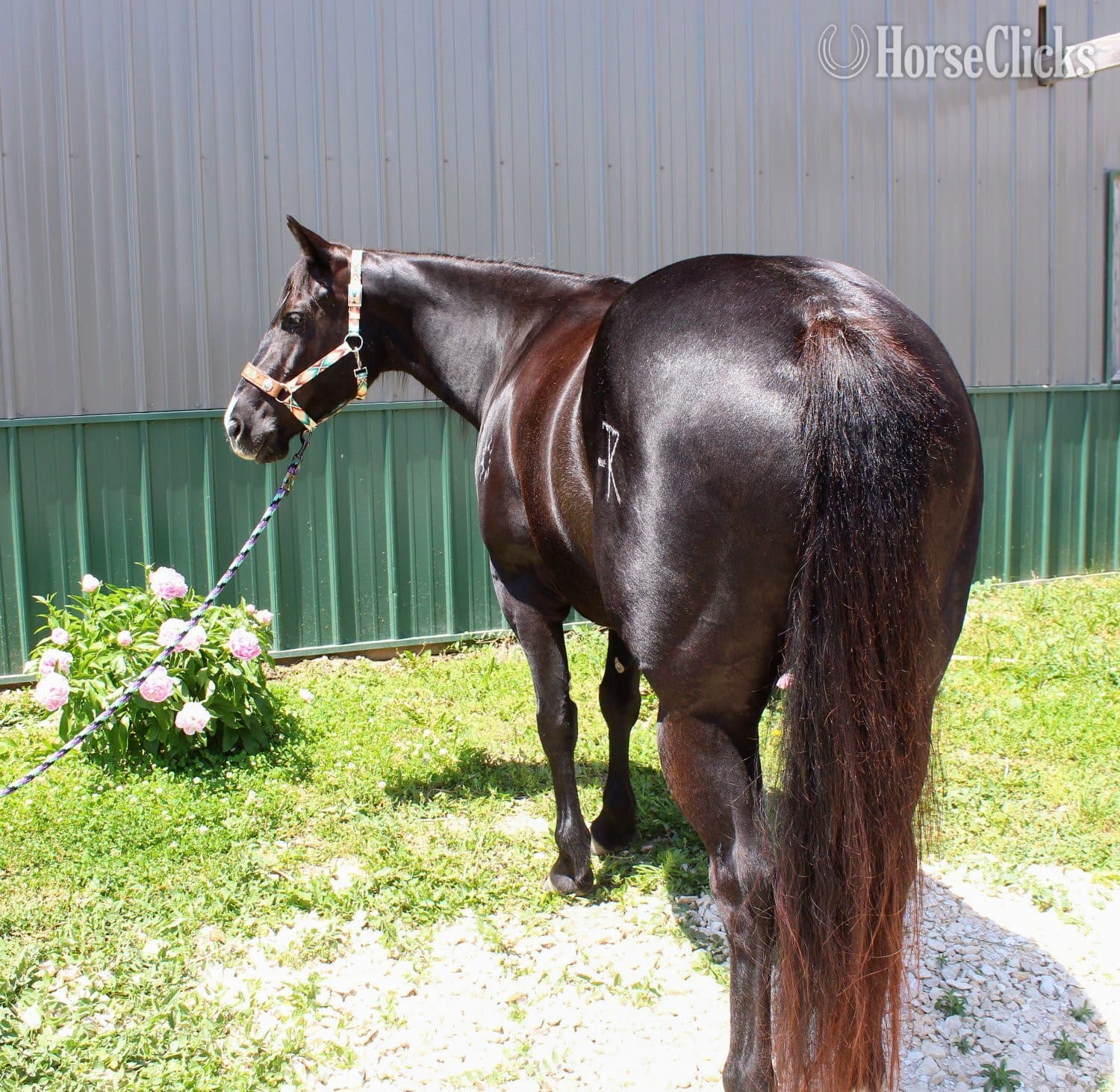 Paint Horses For Sale & At Stud | APHA Marketplace